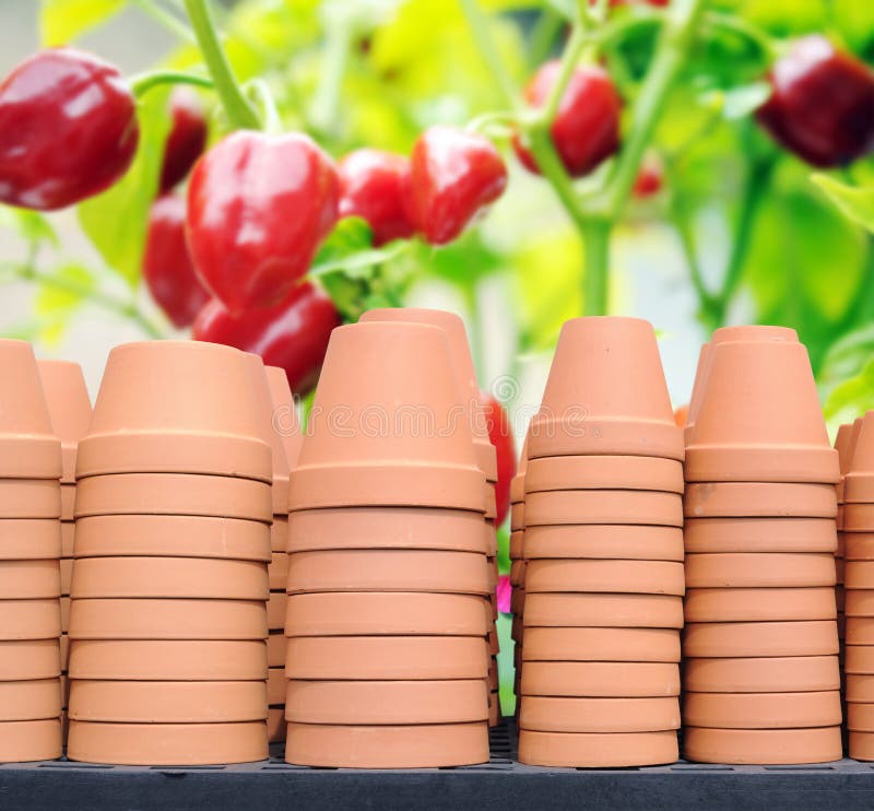 Vase stock photo. Image of decorative, object, spring - 50702700