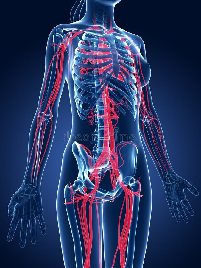 Vasi sanguigni smaltati illustrazione di stock. Illustrazione di ...