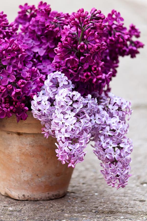 Vaso Ceramico Con Un Ramo Del Fiore Lilla Immagine Stock - Immagine di ...