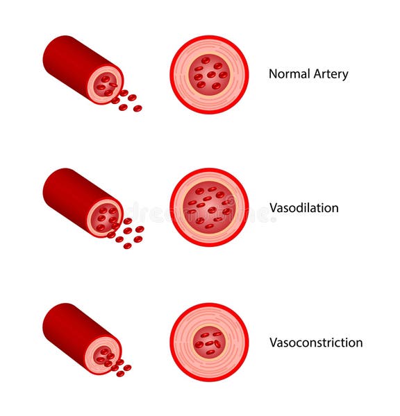 Arterial Vasoconstriction and Vasodilation. Comparison of Normal ...