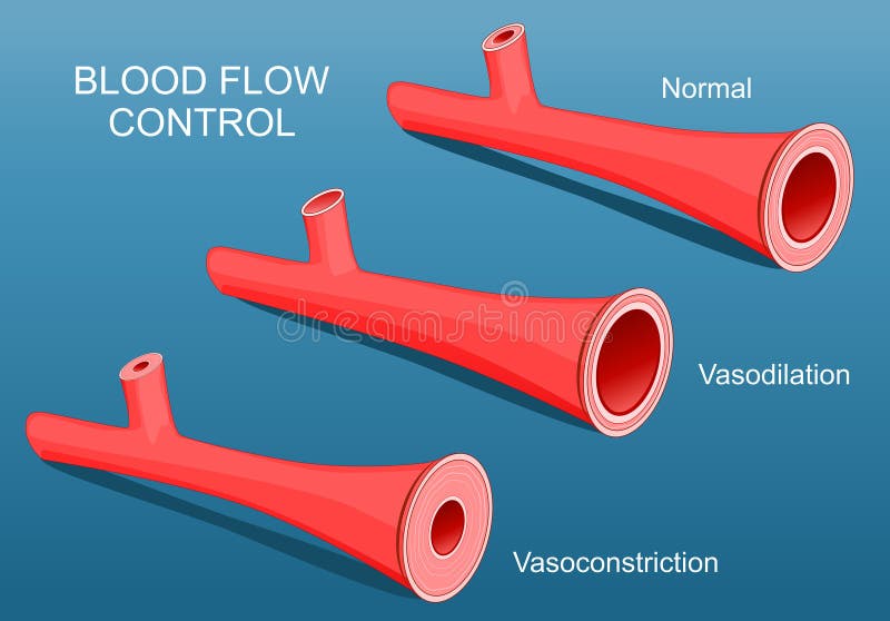 Vasodilation Vasoconstriction Stock Illustrations – 50 Vasodilation ...