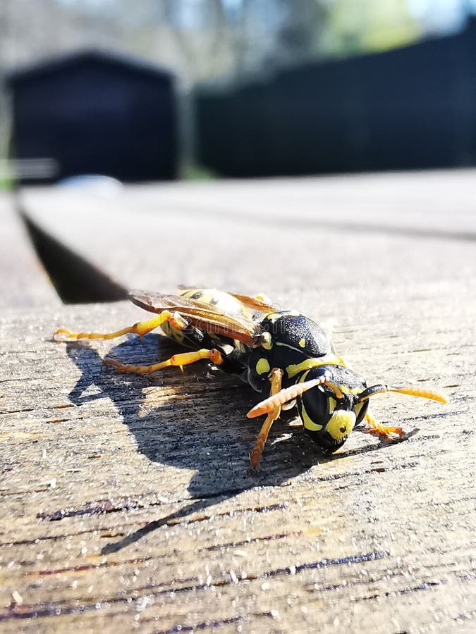 Vasos en insecto de verano foto de archivo. Imagen de madera - 179849460