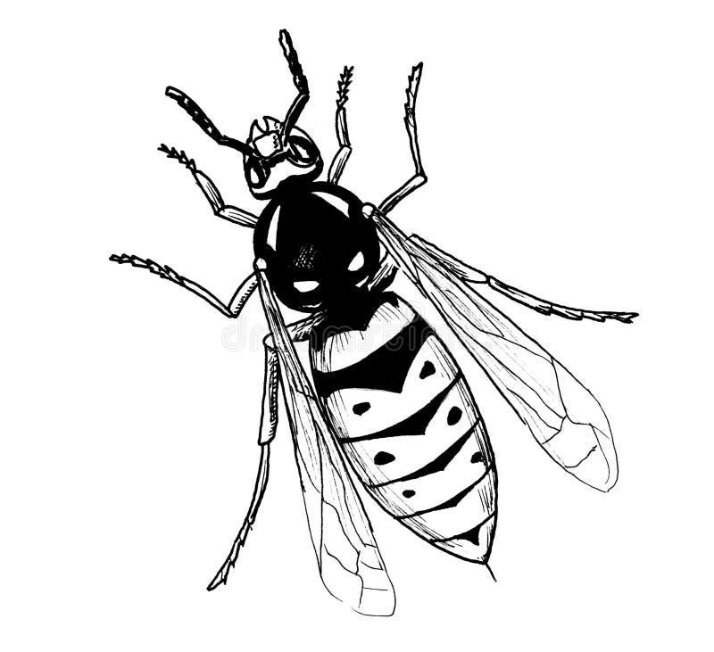 Vasp Insect Hand Draw Illustration Stock Illustration - Illustration of ...