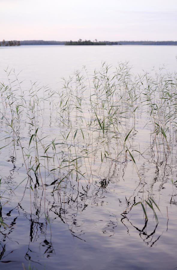 Vass Stock Foton , bilder och fotografi - Ladda ner 100,499 foton