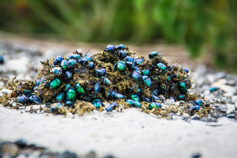 Vast Assemblage of Small Green Dung Beetles Congregated on a Bed of ...