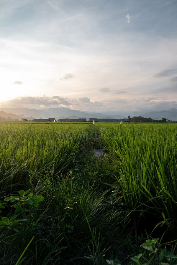 A Vast and Beautiful Rice Field Location with a Backdrop of Layered ...