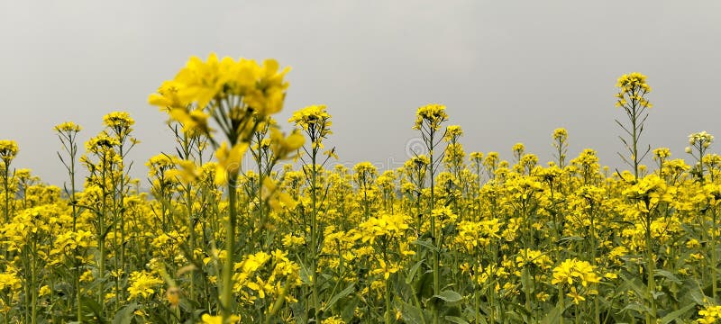 Vast Blooming Mustard Field in Rural Landscape Stock Image - Image of ...