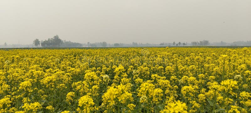 Vast Blooming Mustard Field in Rural Landscape Stock Photo - Image of ...