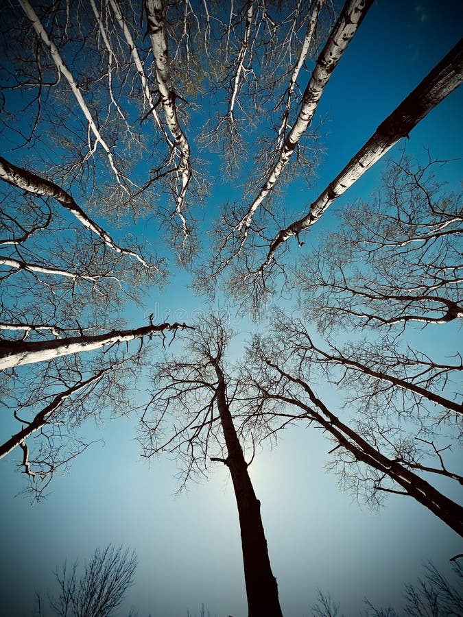 A Large Group of Trees in the Forest Under a Blue Sky Stock Photo ...