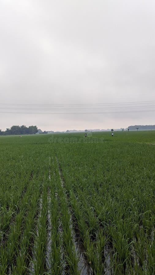A Vast Expanse of Green, Cool and Beautiful Rice Fields Stock Image ...