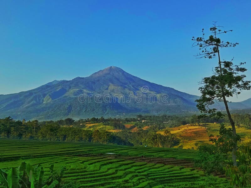 The Vast Expanse of Rice Fields and the Beauty of Mount Welirang Stock ...