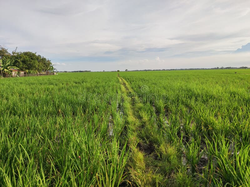 A Vast Expanse of Rice Fields that Have Just Been Planted so that they ...