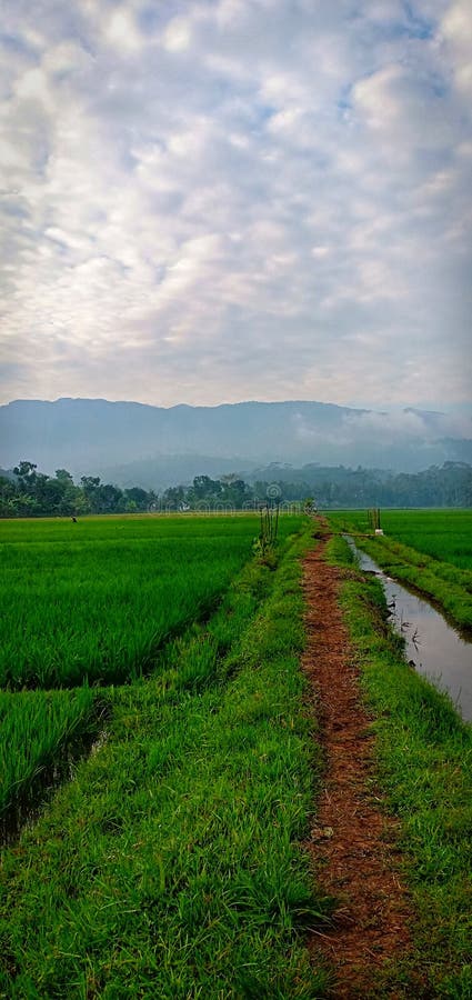 A Vast Expanse of Rice Fields in the Land of Java, INDONESIA Stock ...