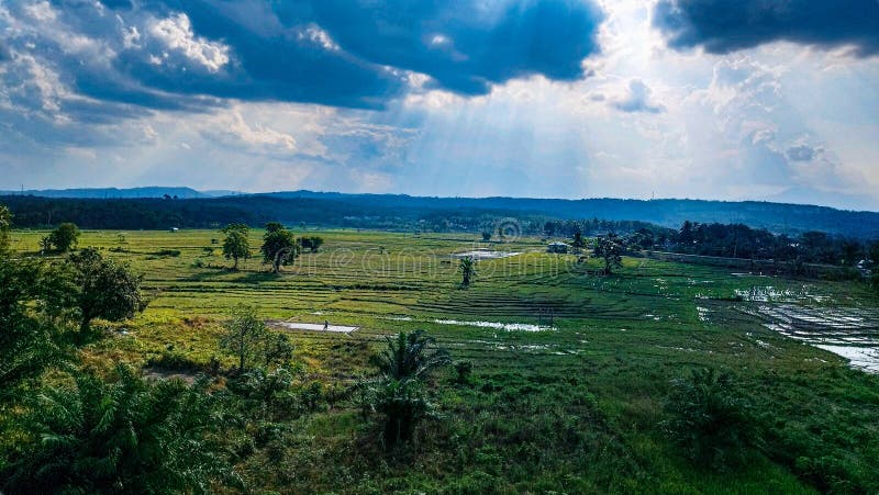 The Vast Expanse of Rice Fields is in the Northern Padang Lawas Stock ...
