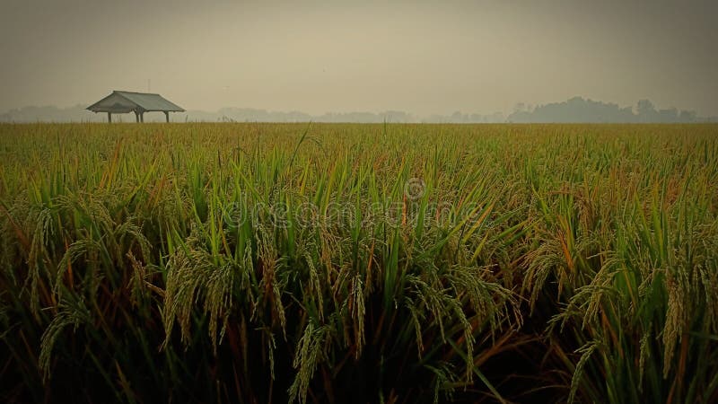 Vast Expanses of Rice Fields Stock Image - Image of fields, outdoor ...