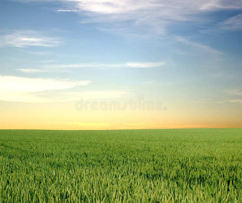 Vast field and clear sky stock photo. Image of cultivated - 4371314