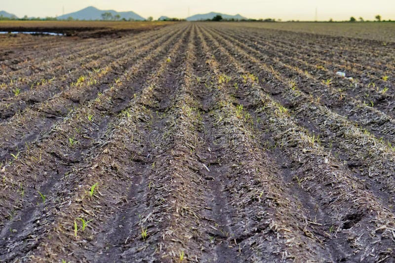 Vast Field with a Soil Ground during Daytime Stock Image - Image of ...