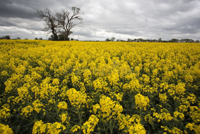 Vast Field with Yellow Rapeseed and a Single Tree in Norfolk, UK Stock ...