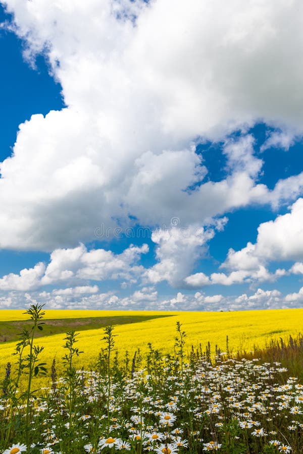 Vast Fields of Daisies and Flowering Mustard in Russia Stock Photo ...