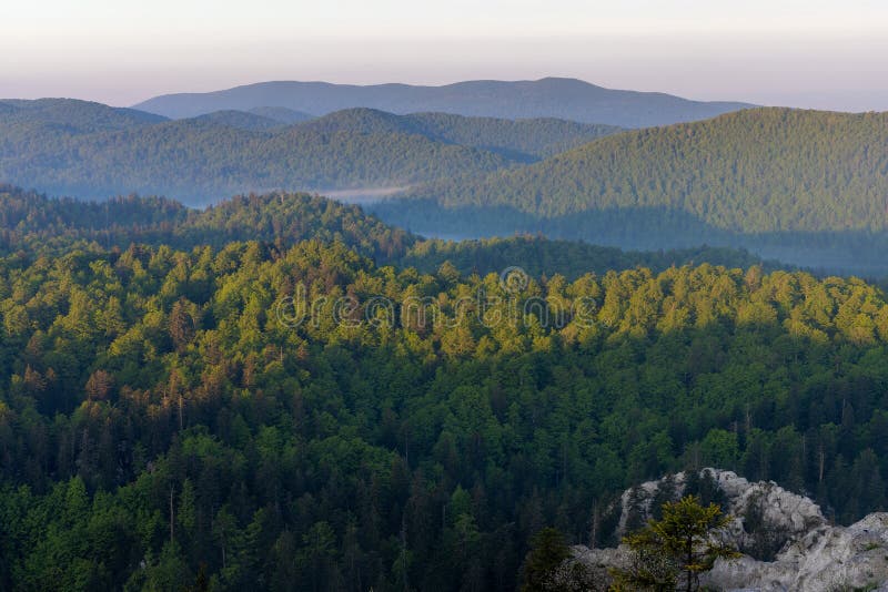 Vast Forest on Bijele Stijene Mountains and Forest Stock Photo - Image ...