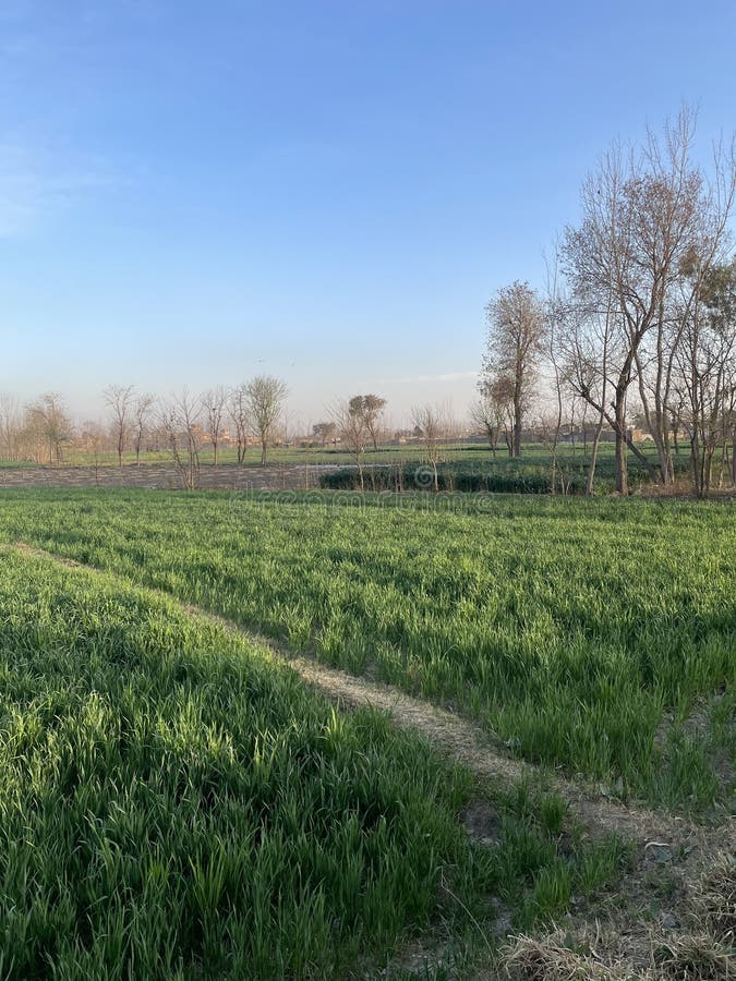 A Vast Green Field Bathed in Sunlight, with Soft Grass Dancing in the ...