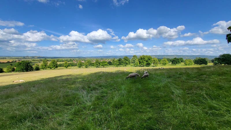Vast Green Meadow with Grazing Animals Stock Photo - Image of nature ...