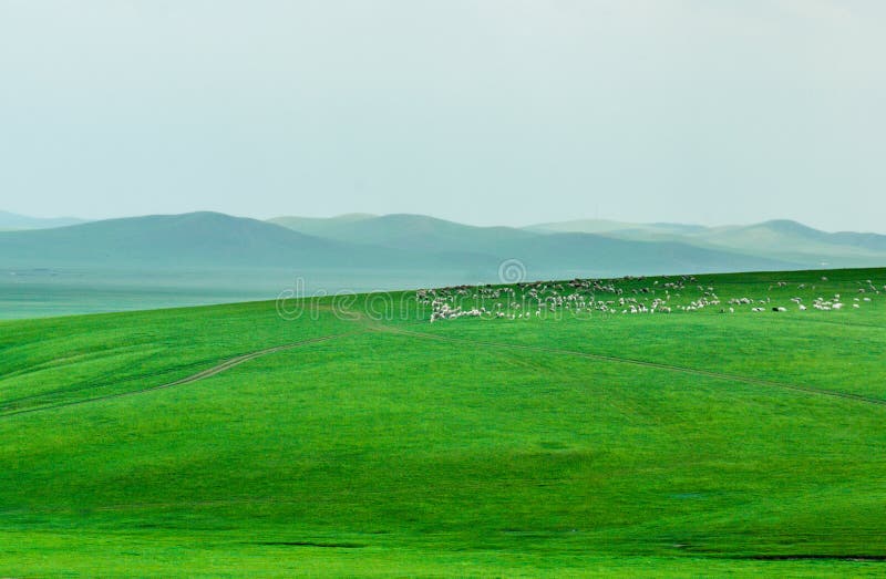Vast green prairie stock image. Image of sheep, ride - 107289405