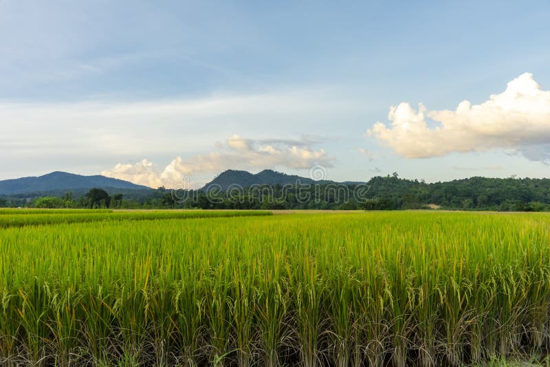 The Vast Green Rice Fields are Growing. Time To Yield Rice Seed Stock ...