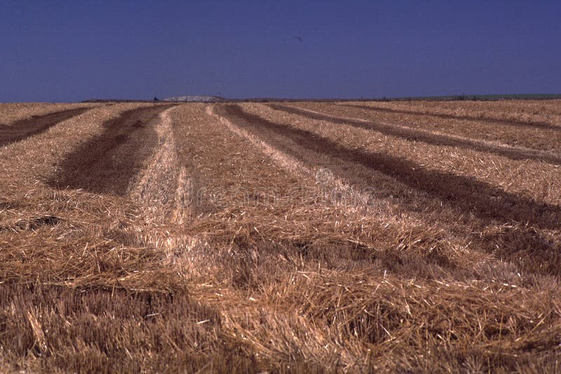 Huge Hay Field, Cutting Rows Stock Image - Image of vast, field: 45060017