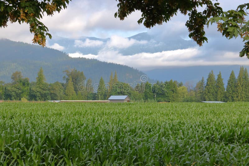 Wide Open Mountain Corn Field Stock Photo - Image of rural, tree: 121613006