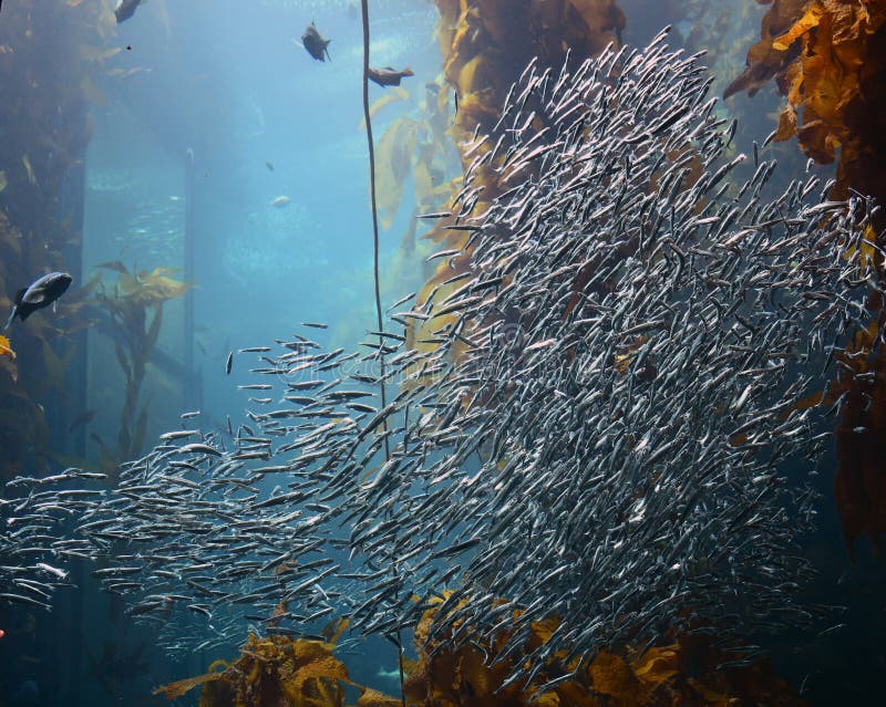 The Vast Ocean All Up Close Stock Image - Image of marine, green: 146118097