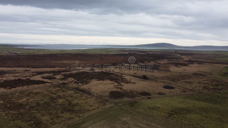 Vast Open Field with Tall Brown Bull Rush Growing in the Dry Terrain ...