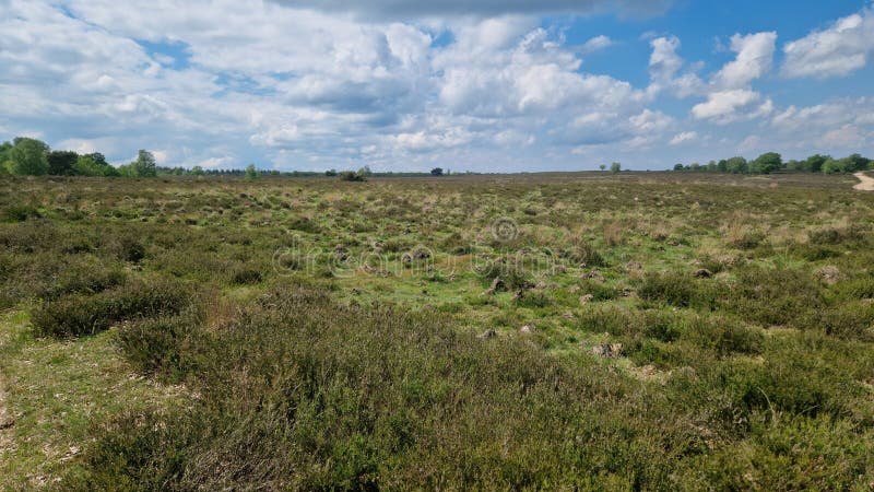 Vast Open Landscape with Shrubs and Cloudy Sky Stock Image - Image of ...