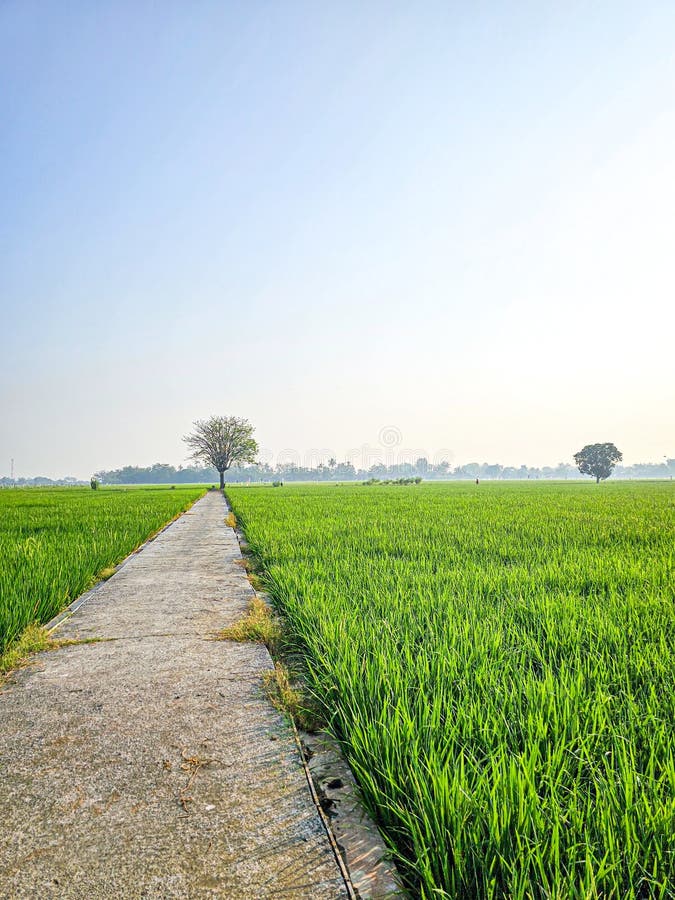 Vast Rice Fields Island Java Stock Photos - Free & Royalty-Free Stock ...