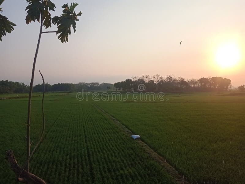 Vast rice fields stock photo. Image of morning, plain - 369122570