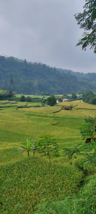 Vast rice fields stock image. Image of highland, hill - 329333771