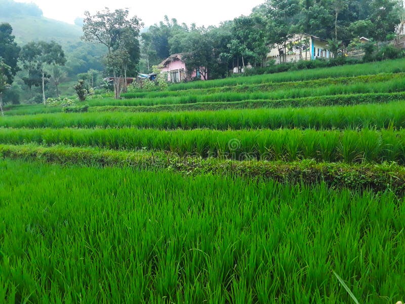 The Vast Rice Fields are Very Beautiful in the Cicalengka Area of ...