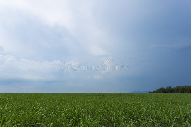 Vast sugar crane field stock photo. Image of background - 91927854