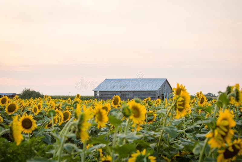 Sunflower Field Summer Afternoon Stock Image - Image of field, yellow ...