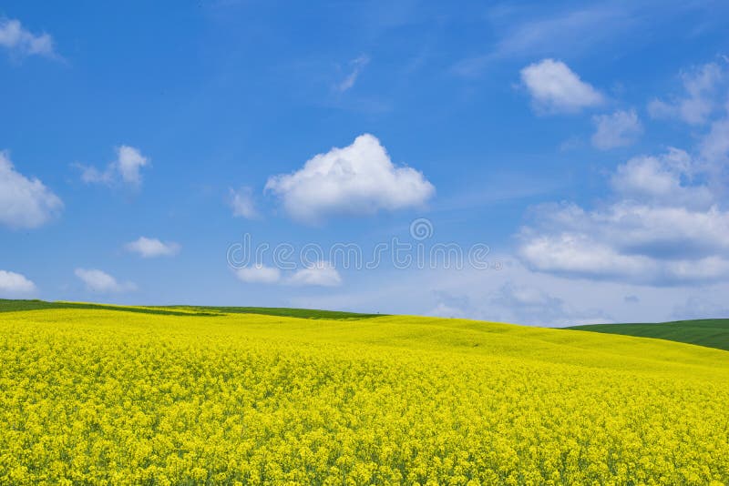 Vast Yellow Field with Wildflowers and a Blue Sky Over it Stock Photo ...