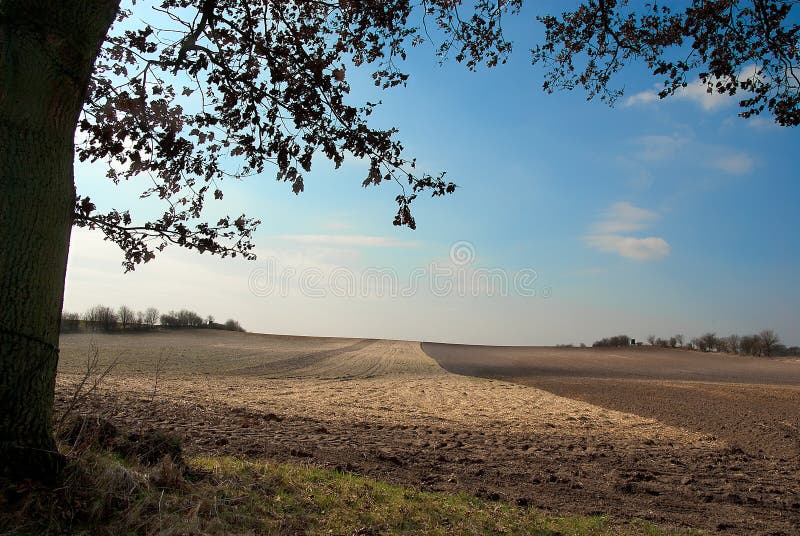 Vaste Champ De Graine De Colza De Floraison, Panorama Image stock ...