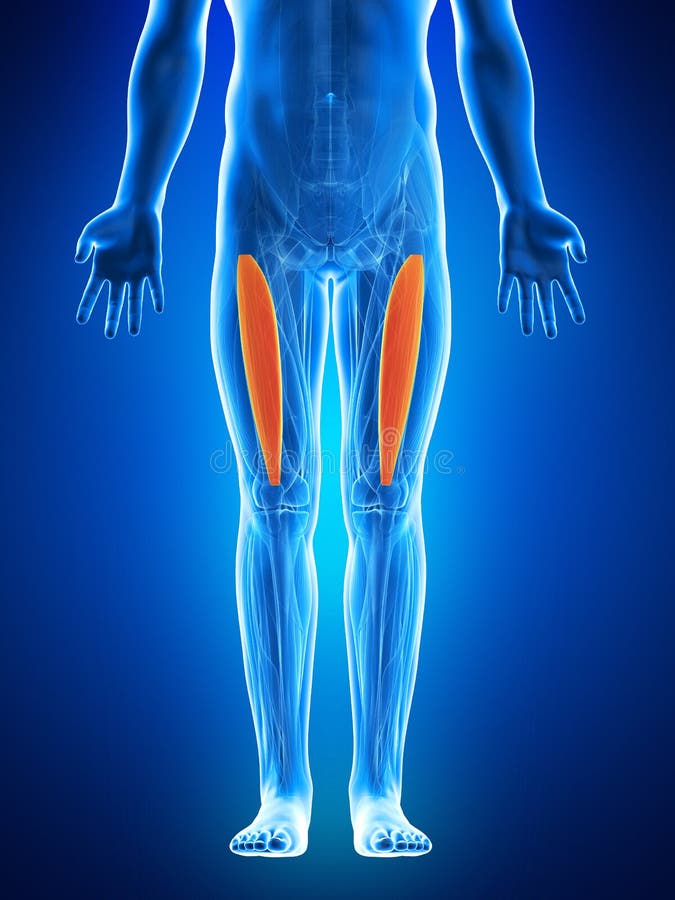 The vastus intermedius stock illustration. Illustration of rendering ...