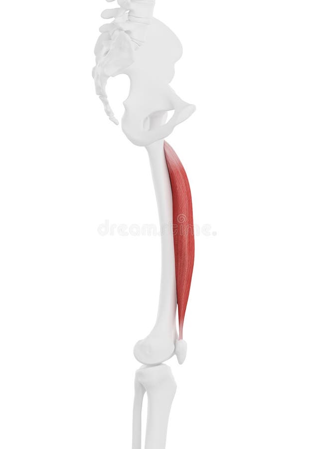 The Vastus Intermedius stock illustration. Illustration of anatomy ...