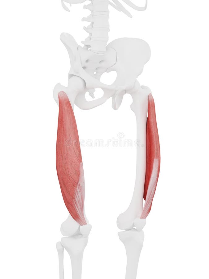 The Vastus Lateralis stock illustration. Illustration of skeletal ...