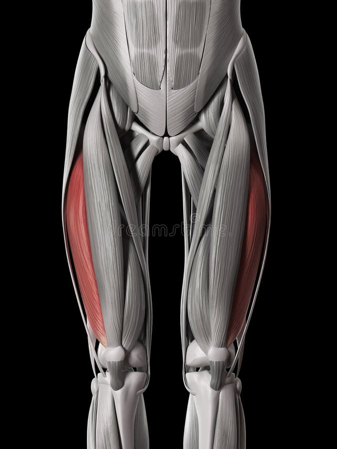 The vastus lateralis stock illustration. Illustration of bones - 45576589