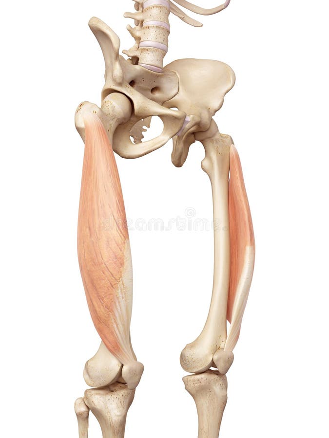 The vastus lateralis stock illustration. Illustration of anatomical ...