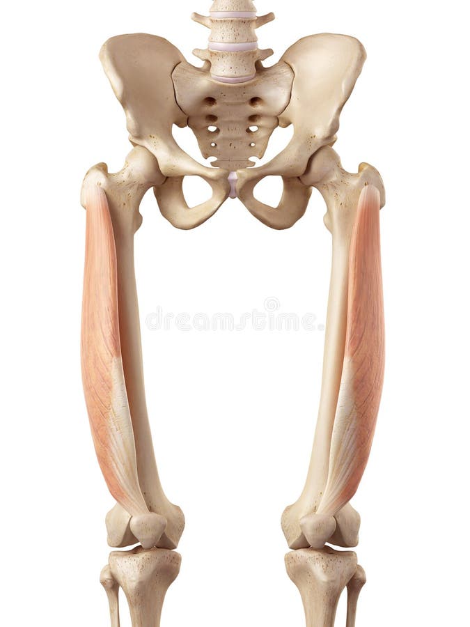 The vastus lateralis stock illustration. Illustration of anatomical ...