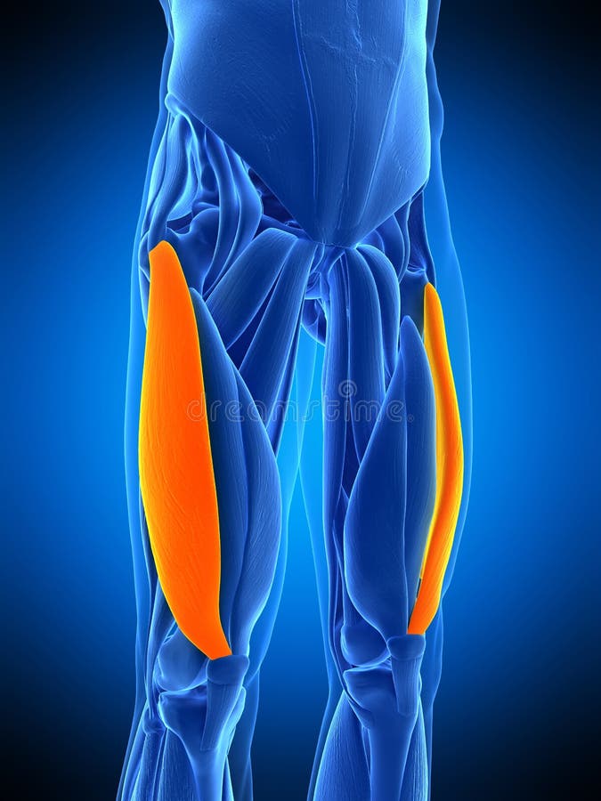 The vastus lateralis stock illustration. Illustration of science - 72487390