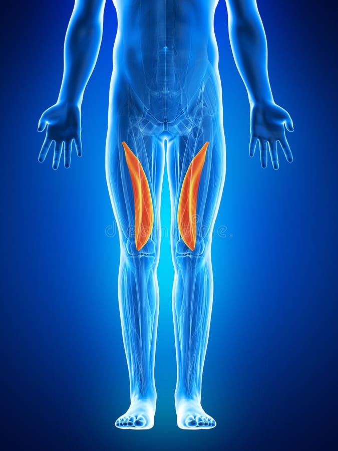 The vastus medialis stock illustration. Illustration of health - 39791833