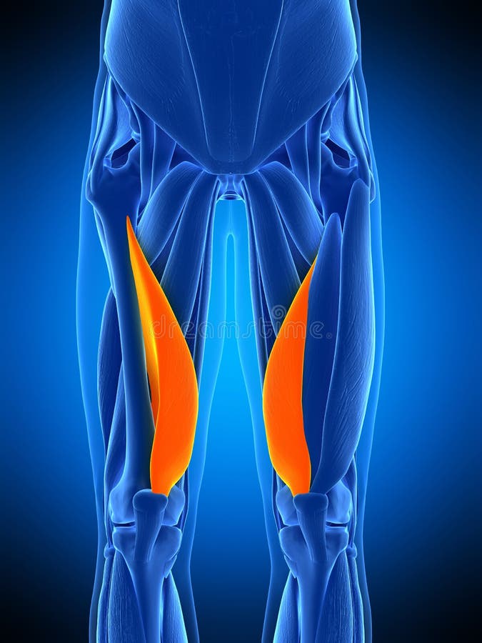 The vastus medialis stock illustration. Illustration of artwork - 57549203